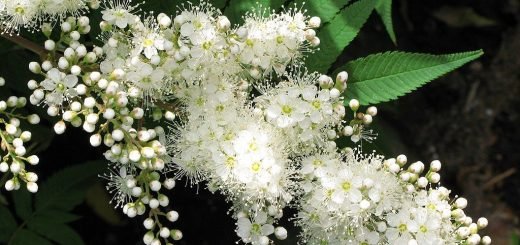 Sorbus pseudovilmorinii - growing guides