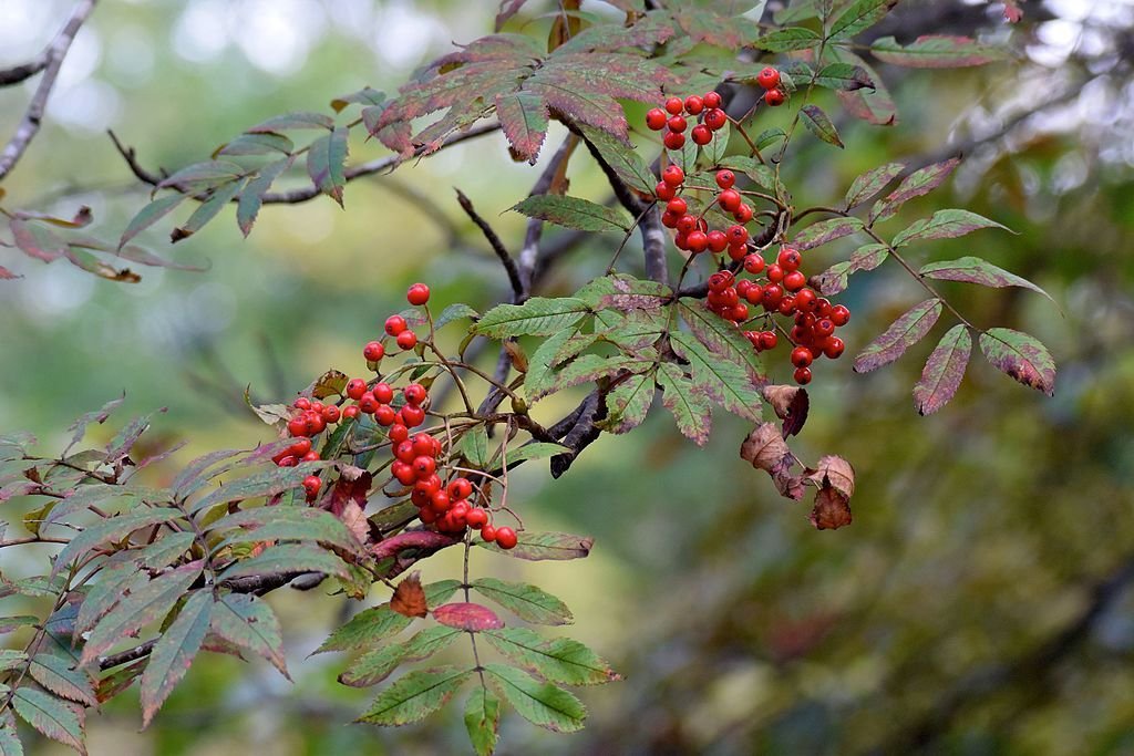 Japanese rowan (Sorbus commixta) - growing guides