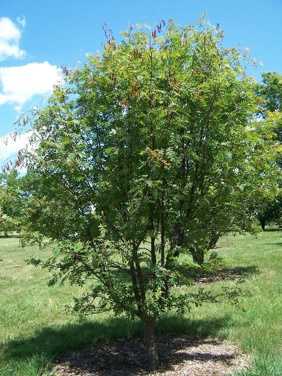 Japanese rowan (Sorbus commixta) - growing guides