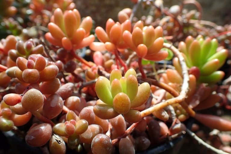 Jelly bean plant (Sedum × rubrotinctum) - growing guides