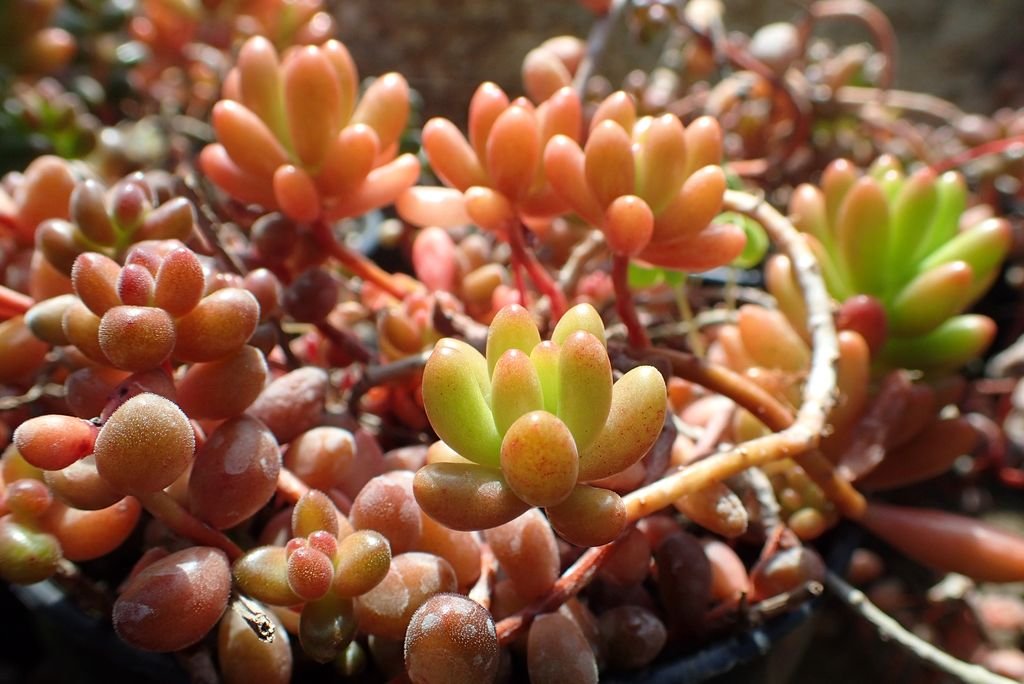Jelly bean plant (Sedum × rubrotinctum) - growing guides
