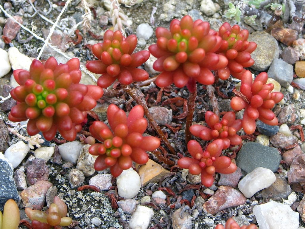 Jelly bean plant (Sedum × rubrotinctum) - growing guides