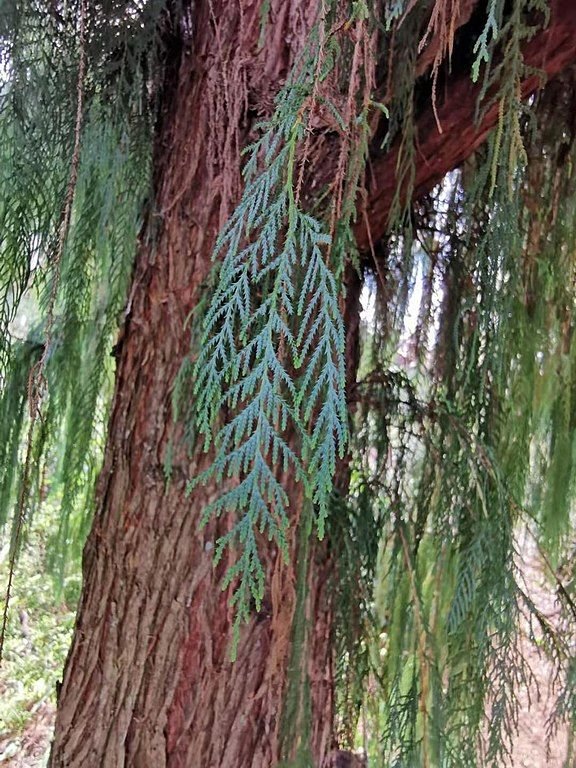 Kashmir cypress (Cupressus cashmeriana) - growing guides