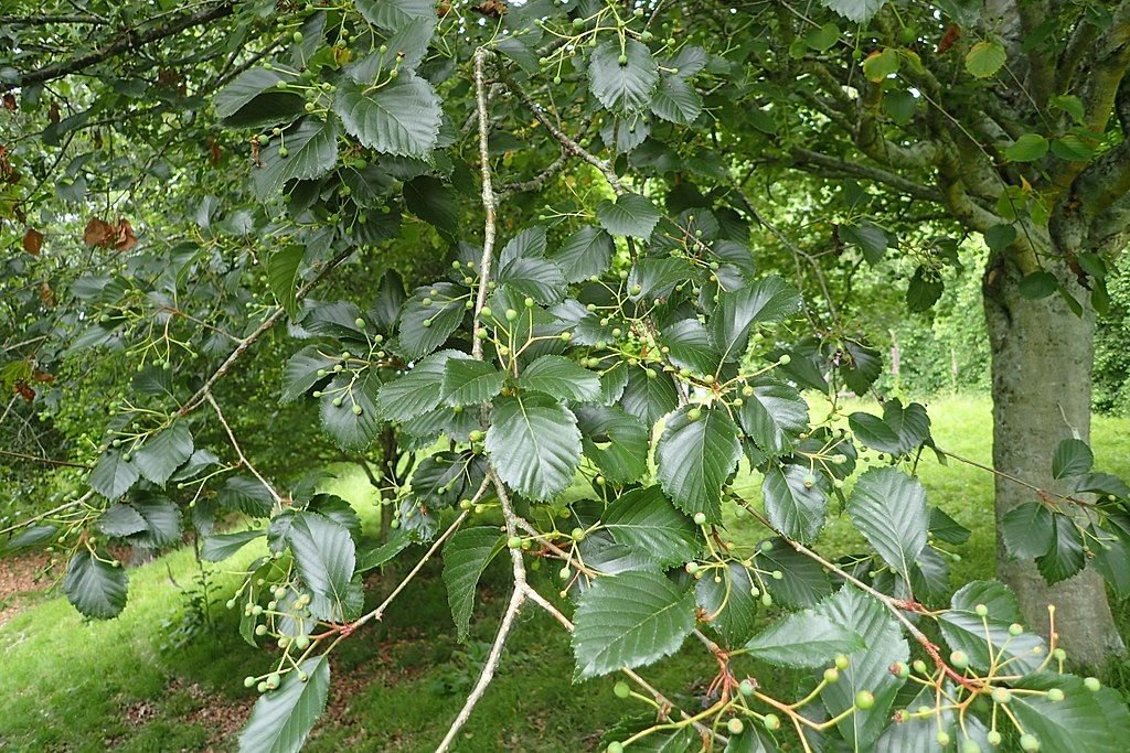 Korean mountain ash (Sorbus alnifolia) - growing guides