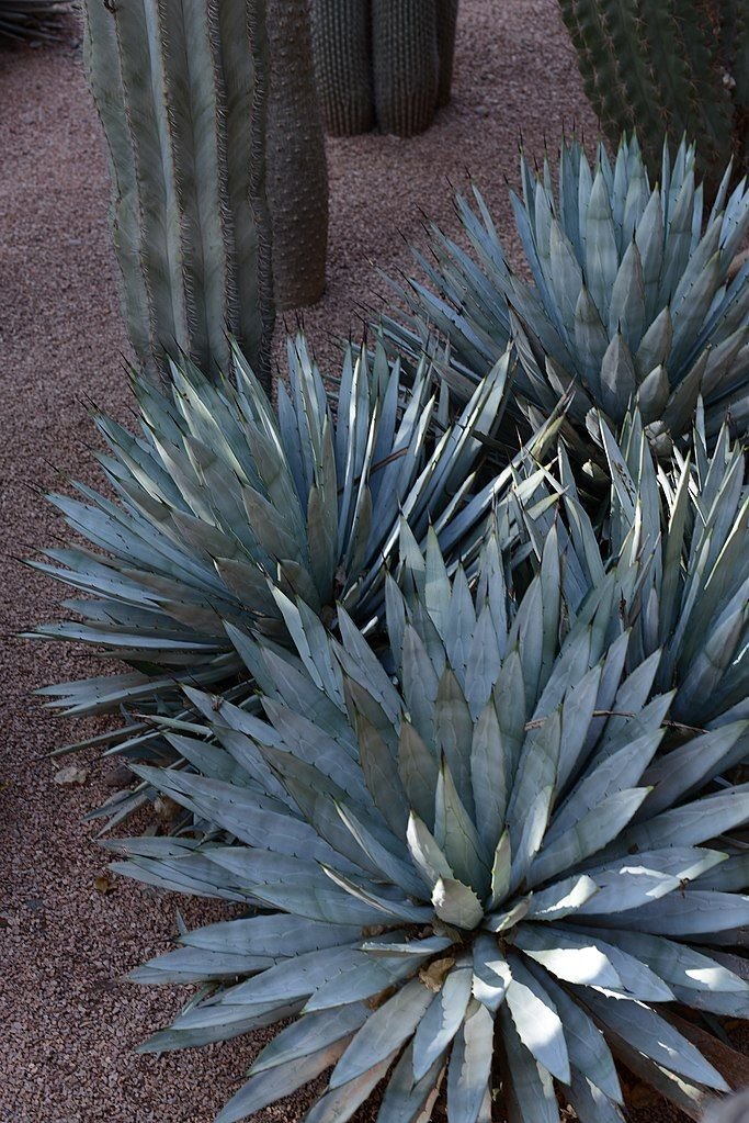Large-thorned agave (Agave macroacantha) - growing guides