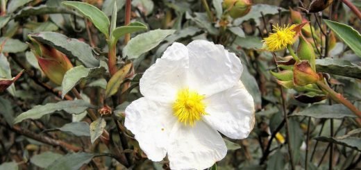 White-leaved rock rose (Cistus albidus) - growing guides