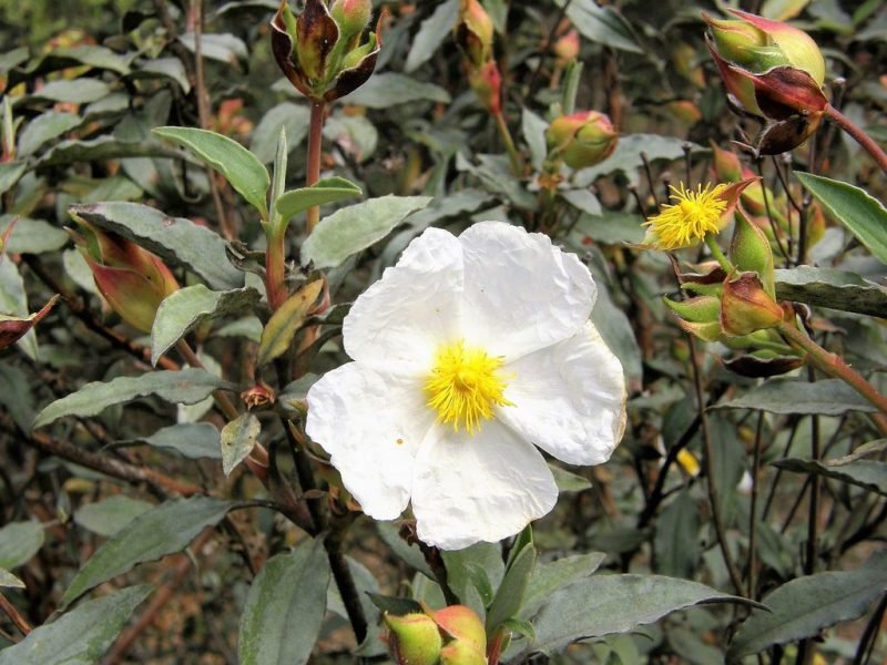 Laurel-leaved rock rose (Cistus laurifolius) - growing guides