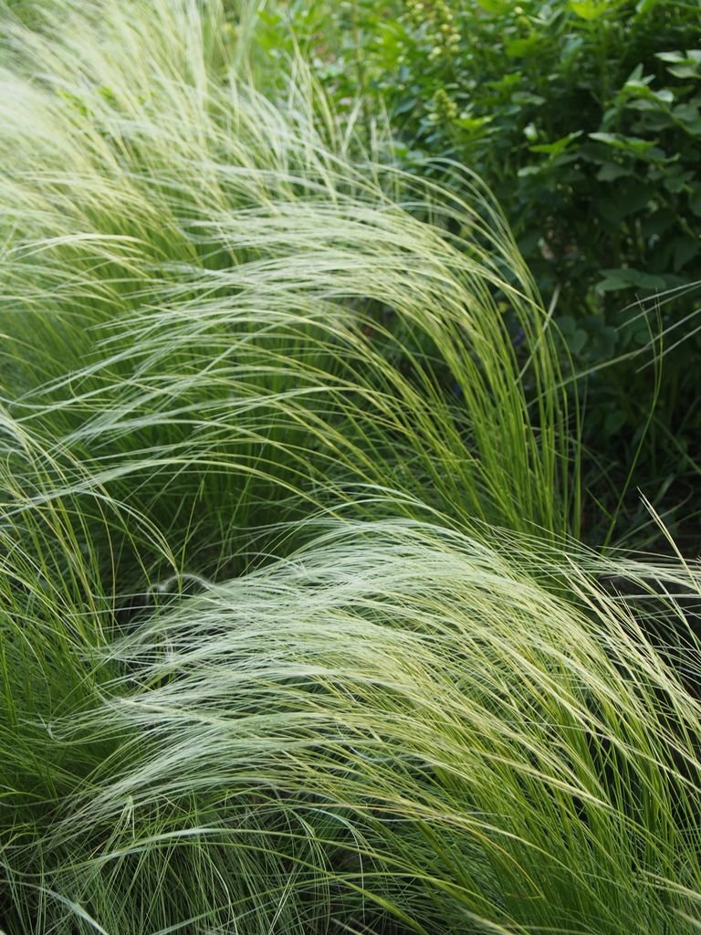 Lessing feather grass (Stipa lessingiana) - growing guides