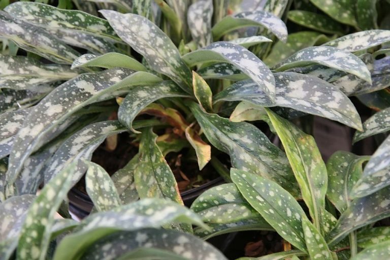 Lungwort 'Bertram Anderson' (Pulmonaria longifolia 'Bertram Anderson ...