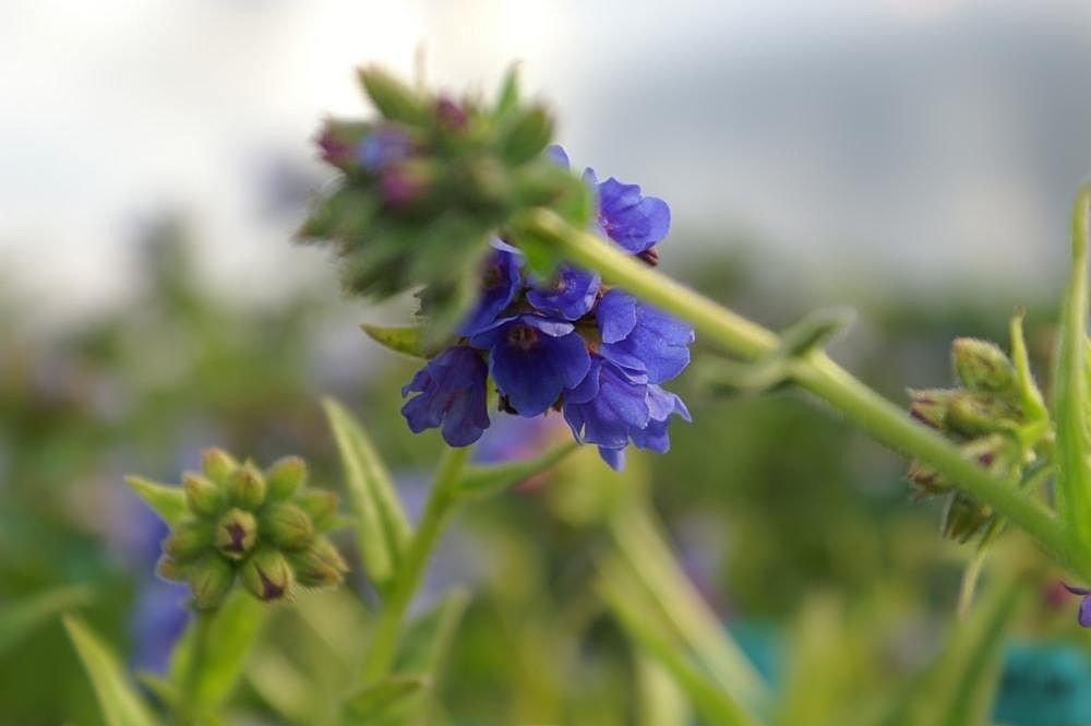 Lungwort 'Bertram Anderson' (Pulmonaria longifolia 'Bertram Anderson ...
