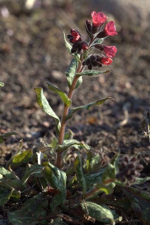 Lungwort 'Leopard' (Pulmonaria saccharata 'Leopard') - growing guides