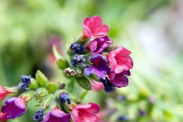 Lungwort 'Raspberry Splash' (Pulmonaria 'Raspberry Splash') - growing ...