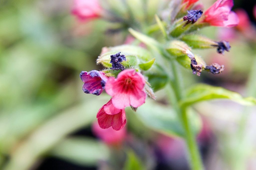 Lungwort 'Raspberry Splash' (Pulmonaria 'Raspberry Splash') - growing ...