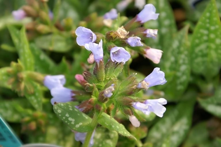 Lungwort 'Roy Davidson' (Pulmonaria 'Roy Davidson') - growing guides