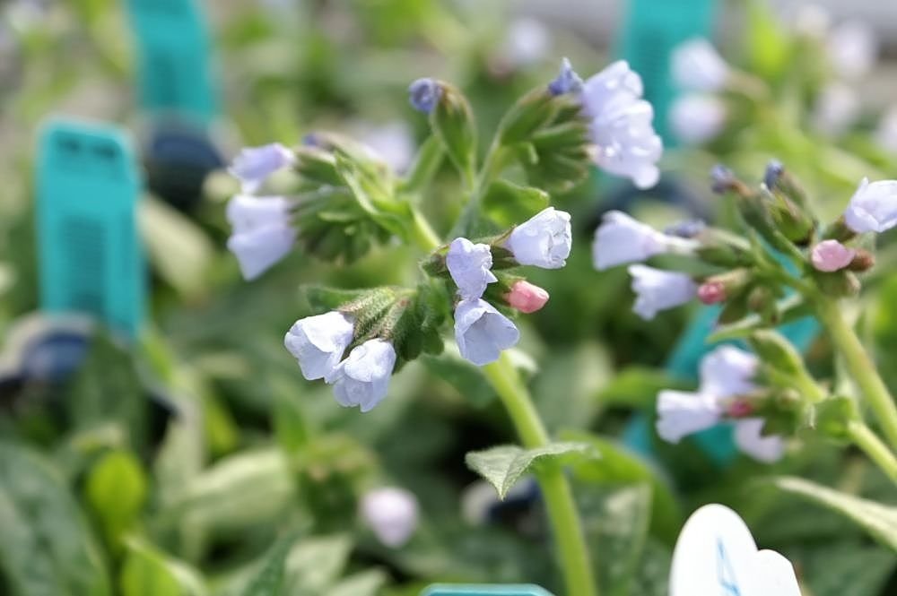 Lungwort 'Roy Davidson' (Pulmonaria 'Roy Davidson') - growing guides