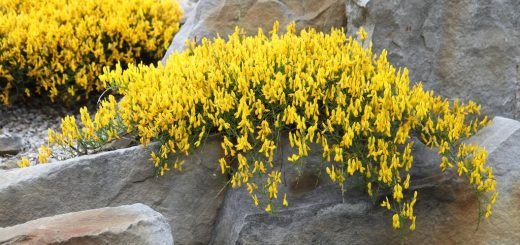 Broom 'Porlock' (Genista 'Porlock') - growing guides