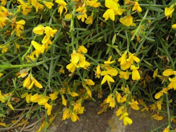Lydian broom (Genista lydia) - growing guides