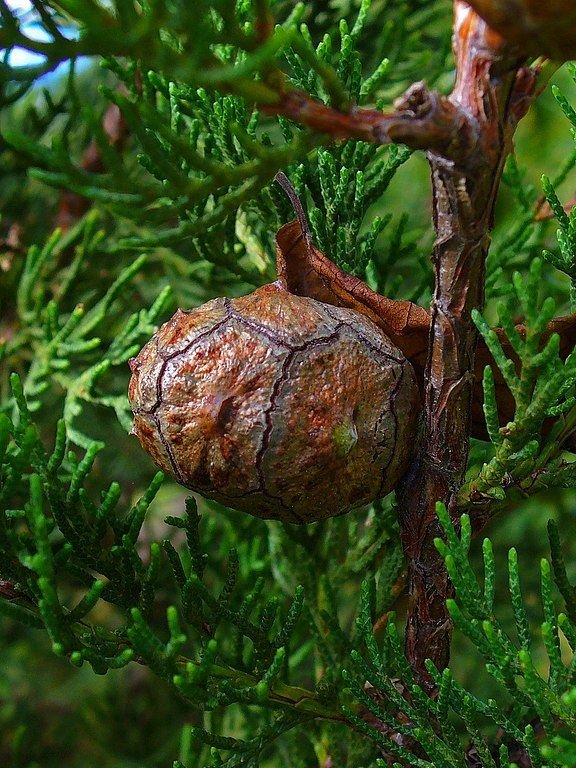 Mediterranean cypress (Cupressus sempervirens) - growing guides