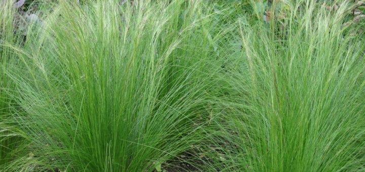 Grasses - Dear Plants