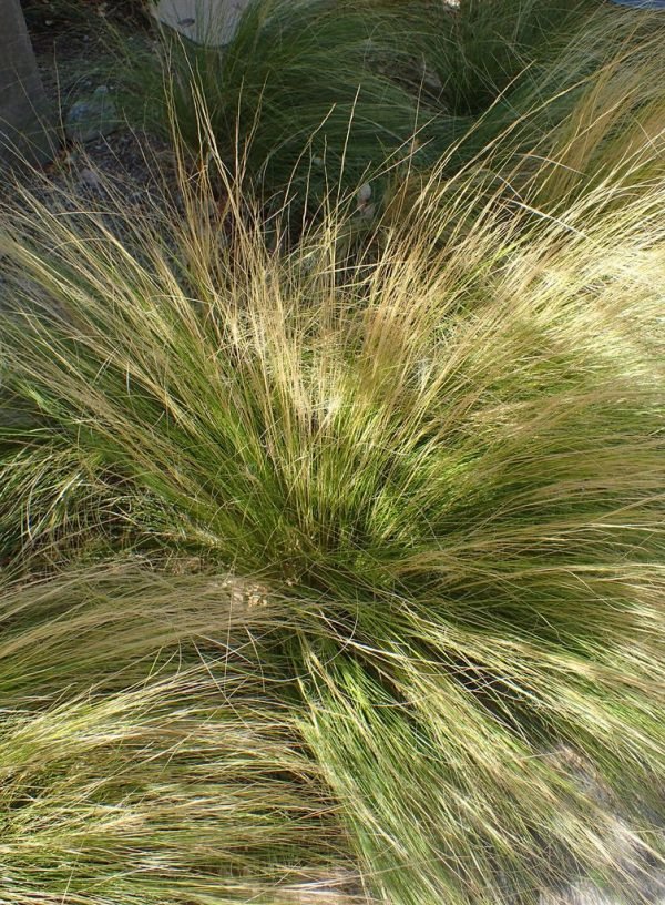 Mexican feather grass (Stipa tenuissima) - growing guides