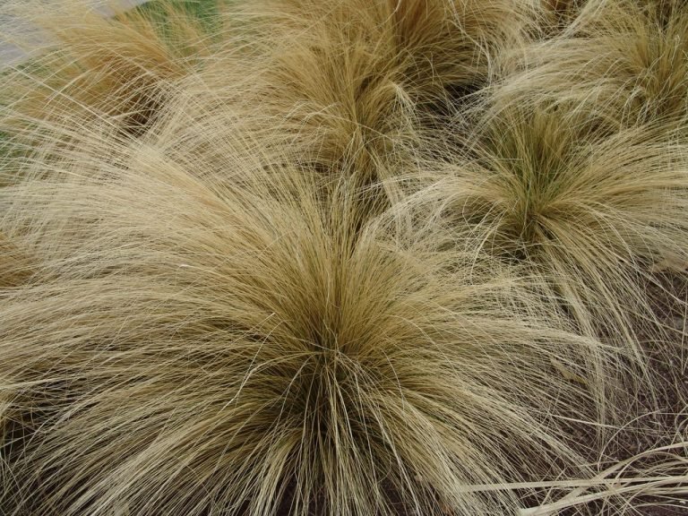 Mexican feather grass (Stipa tenuissima) - growing guides