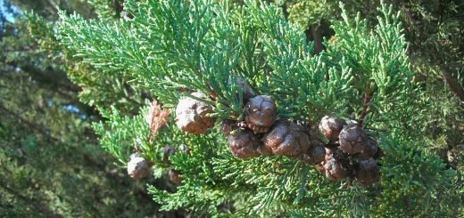 Monterey cypress 'Goldcrest' (Cupressus macrocarpa 'Goldcrest ...