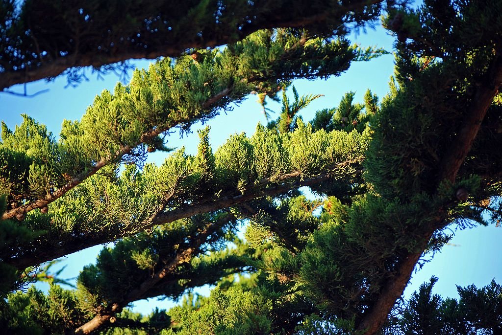 Monterey cypress (Cupressus macrocarpa) - growing guides