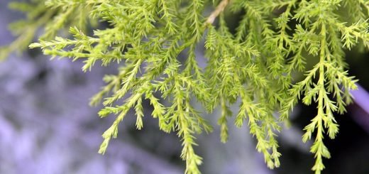 Monterey cypress (Cupressus macrocarpa) - growing guides