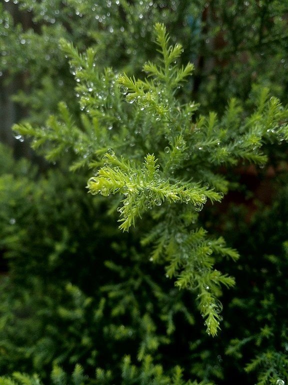 Monterey cypress 'Goldcrest' (Cupressus macrocarpa 'Goldcrest ...