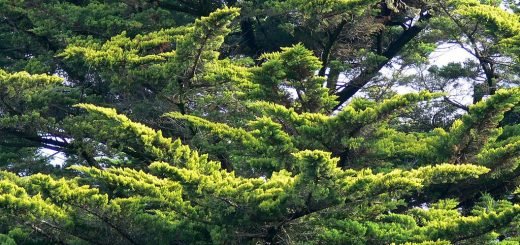 Monterey cypress (Cupressus macrocarpa) - growing guides