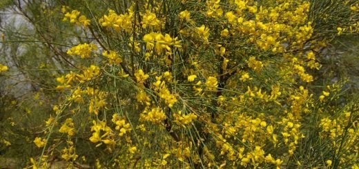 Broom 'Porlock' (Genista 'Porlock') - growing guides