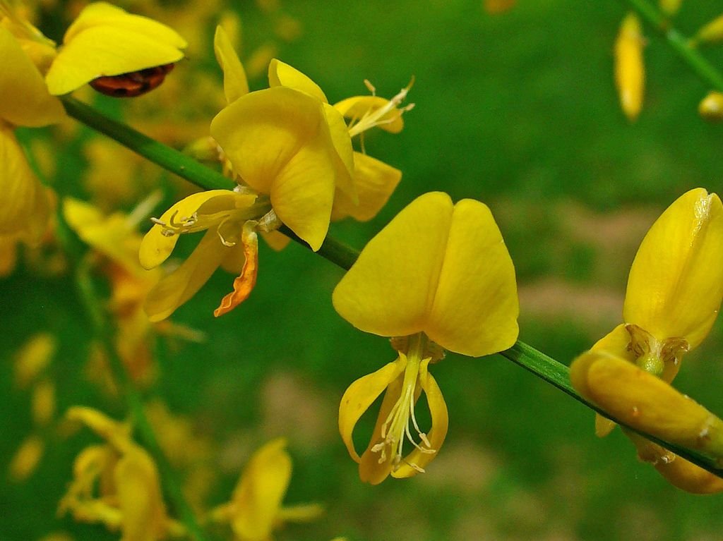 Mount Etna broom (Genista aetnensis) - growing guides