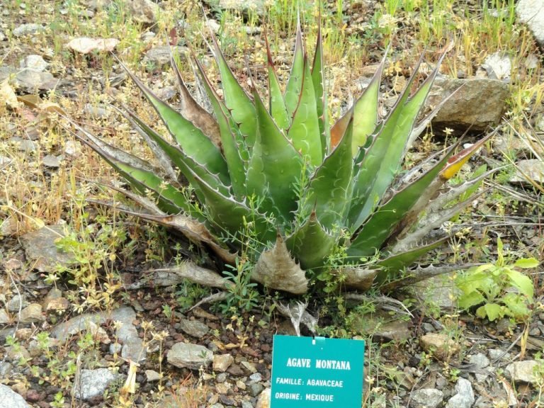 Mountain agave (Agave montana) - growing guides