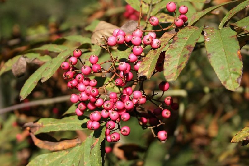 Mountain ash 'Leonard Messel' (Sorbus 'Leonard Messel') - growing guides