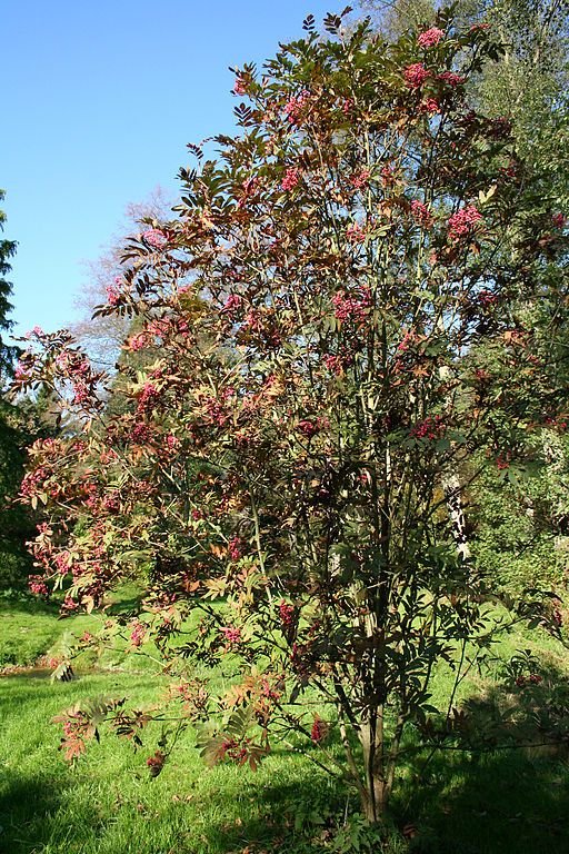 Mountain ash 'Leonard Messel' (Sorbus 'Leonard Messel') - growing guides