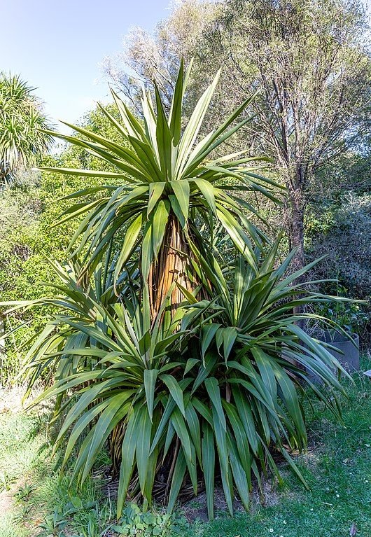 Mountain cabbage tree (Cordyline indivisa) - growing guides