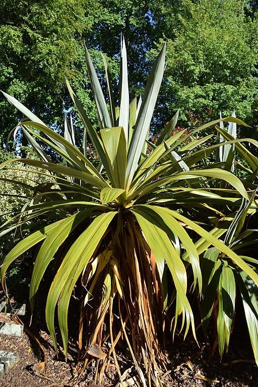 Mountain cabbage tree (Cordyline indivisa) - growing guides