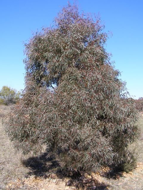 Narrow-leaved black peppermint (Eucalyptus nicholii) - growing guides