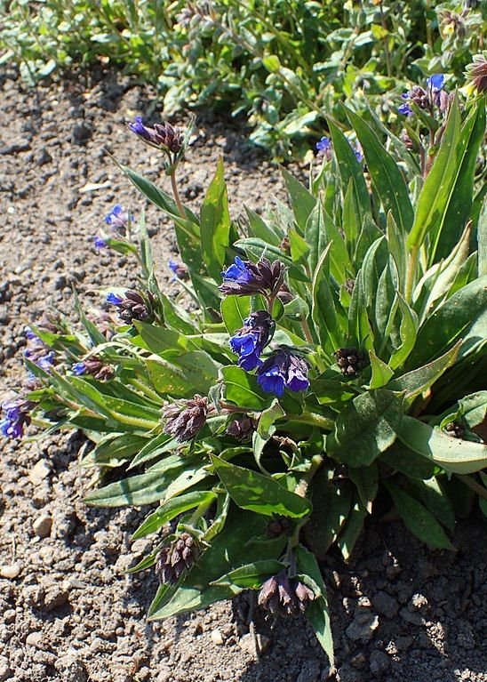 Narrow-leaved lungwort (Pulmonaria longifolia) - growing guides