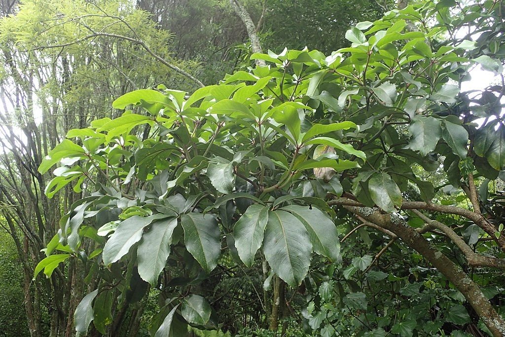 Neopanax laetus - growing guides