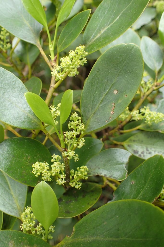 New Zealand broadleaf (Griselinia littoralis) - growing guides