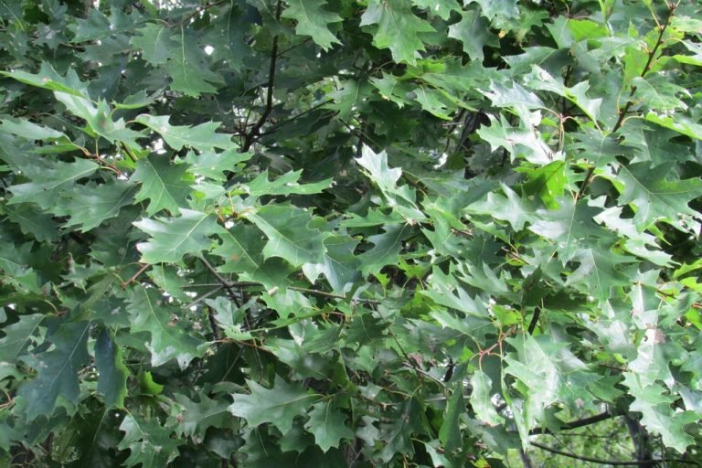 Northern pin oak (Quercus ellipsoidalis) - growing guides