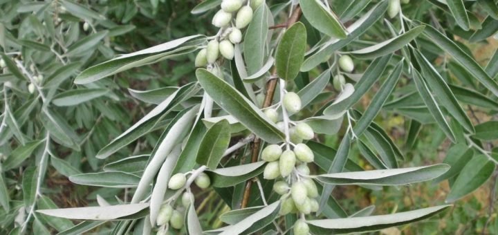 Elaeagnus Genus - Dear Plants