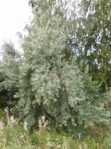 Oleaster (Elaeagnus angustifolia) - growing guides