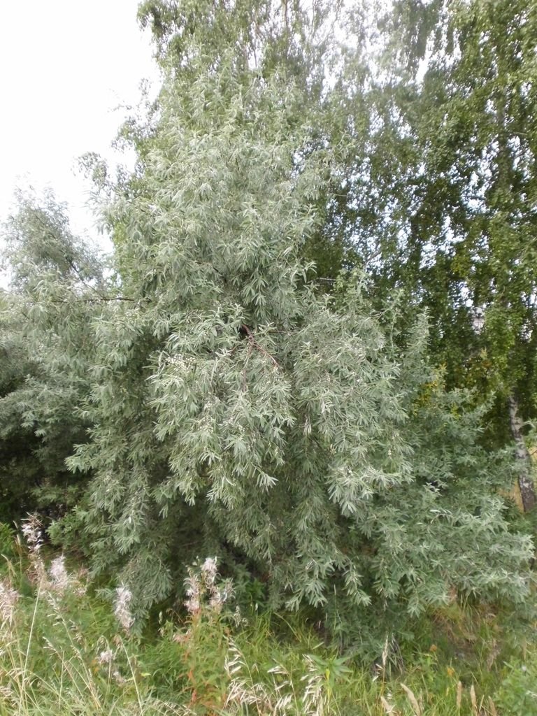 Oleaster (Elaeagnus angustifolia) - growing guides