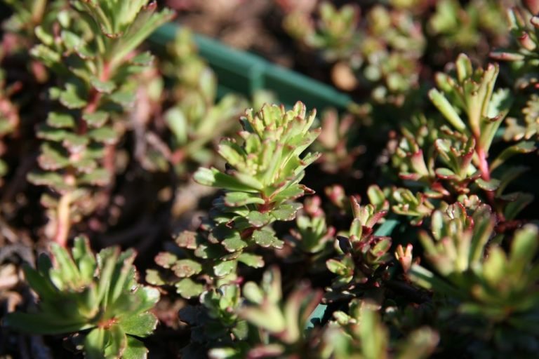 Orange stonecrop 'Weihenstephaner Gold' (Sedum kamtschaticum var ...
