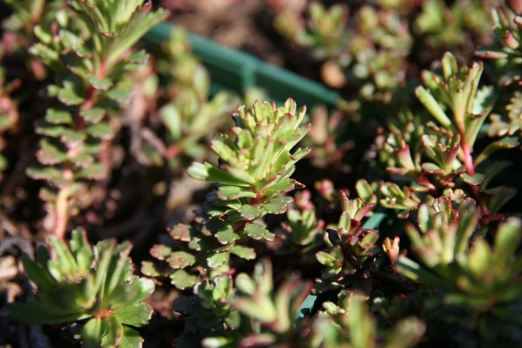 Orange stonecrop 'Weihenstephaner Gold' (Sedum kamtschaticum var ...