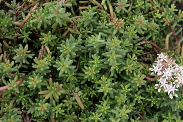 Oregon stonecrop (Sedum oreganum) - growing guides