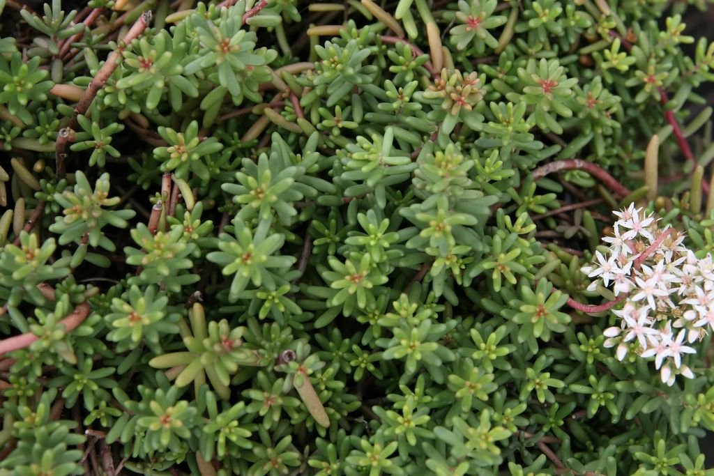 Oregon stonecrop (Sedum oreganum) - growing guides