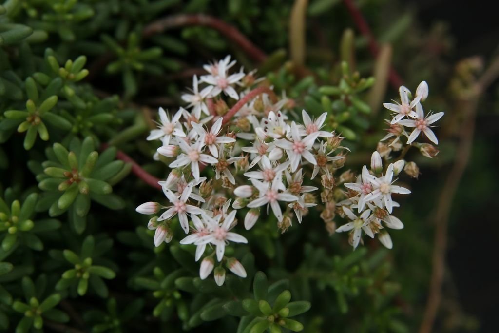 Oregon stonecrop (Sedum oreganum) - growing guides